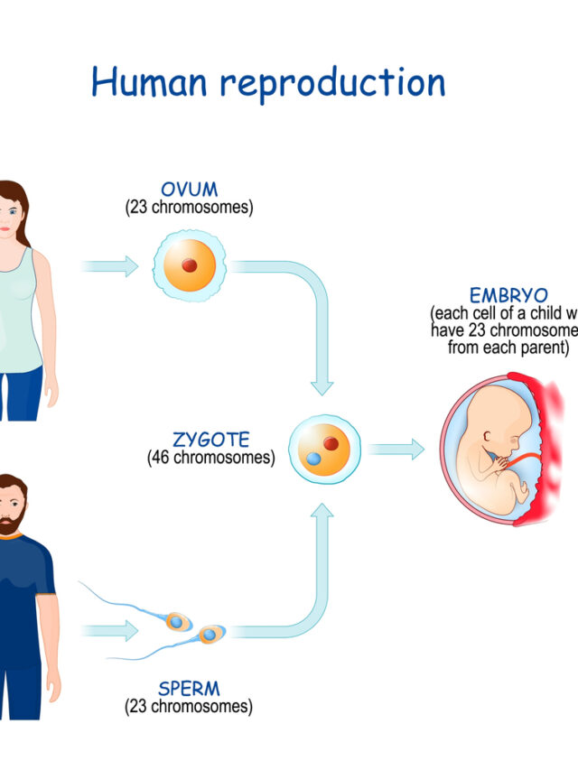 Many human embryos are chromosomally abnormal - Sharda Narayan Hospital